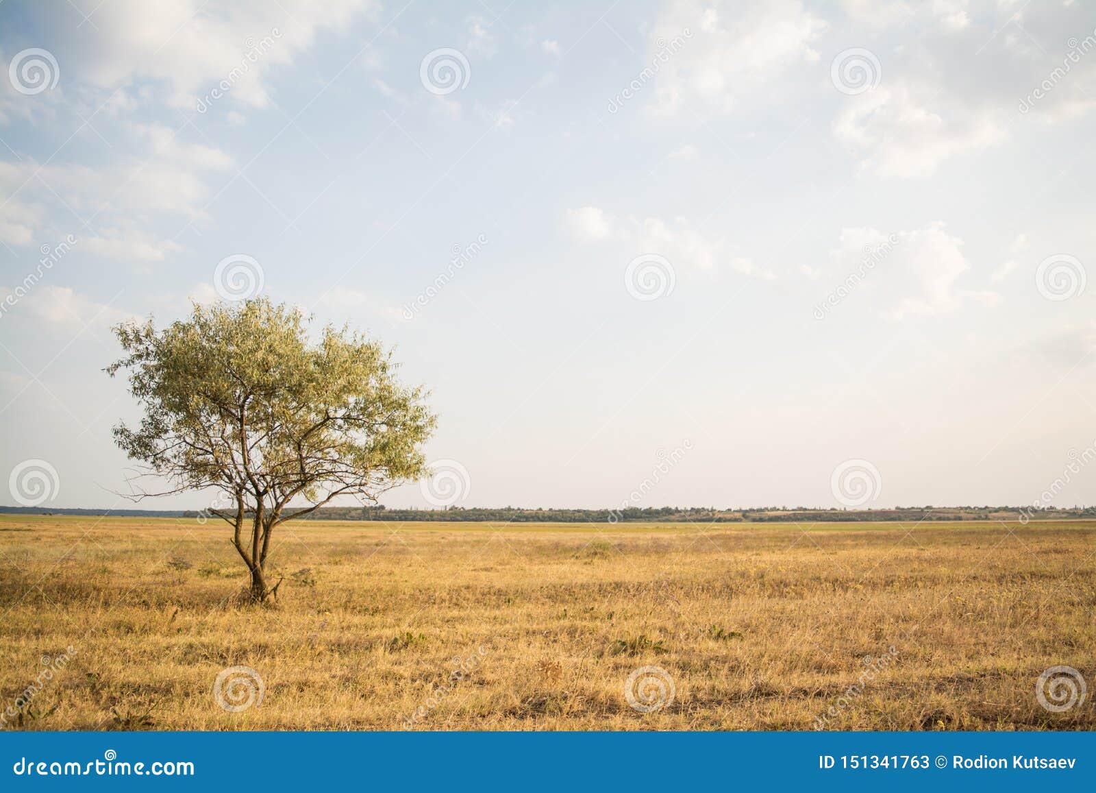 Single Tree in Summer Field Landscape Stock Image - Image of sunlight ...