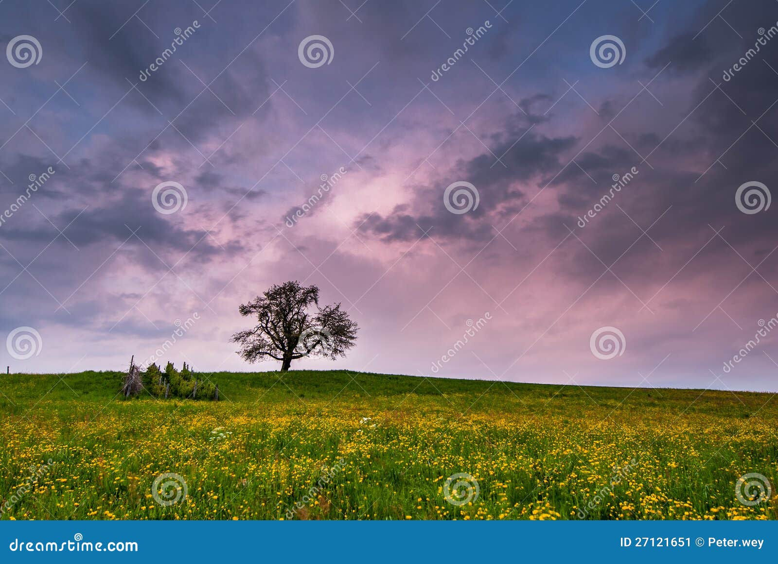 Single tree on sunset stock image. Image of horizon, dark - 27121651
