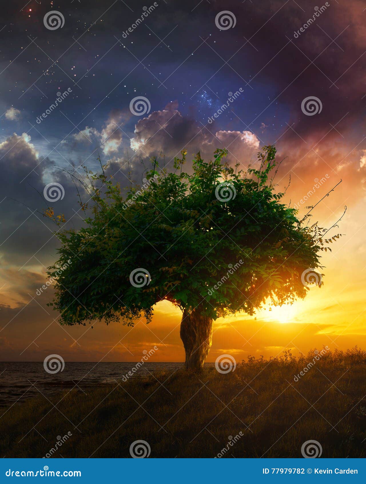 Single tree at sunset stock photo. Image of nature, shine - 77979782