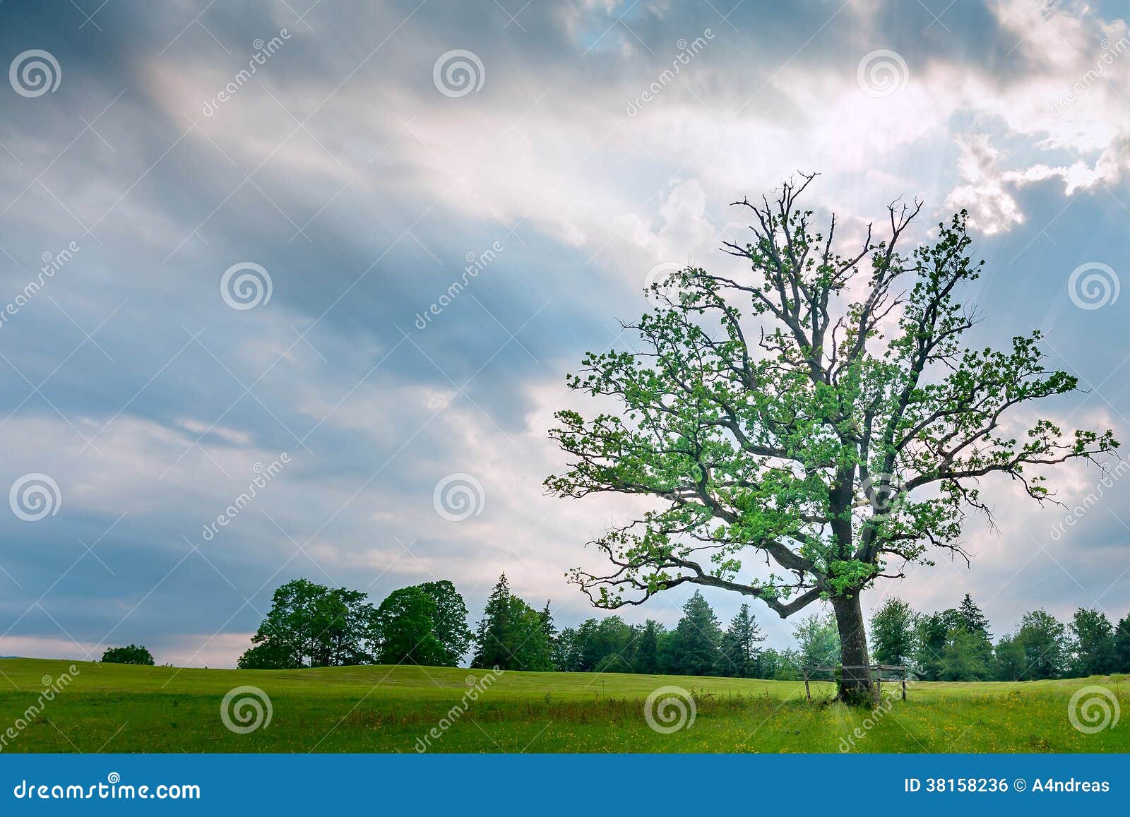 Single Tree at Sunset at Green Meadow Stock Photo - Image of plant ...