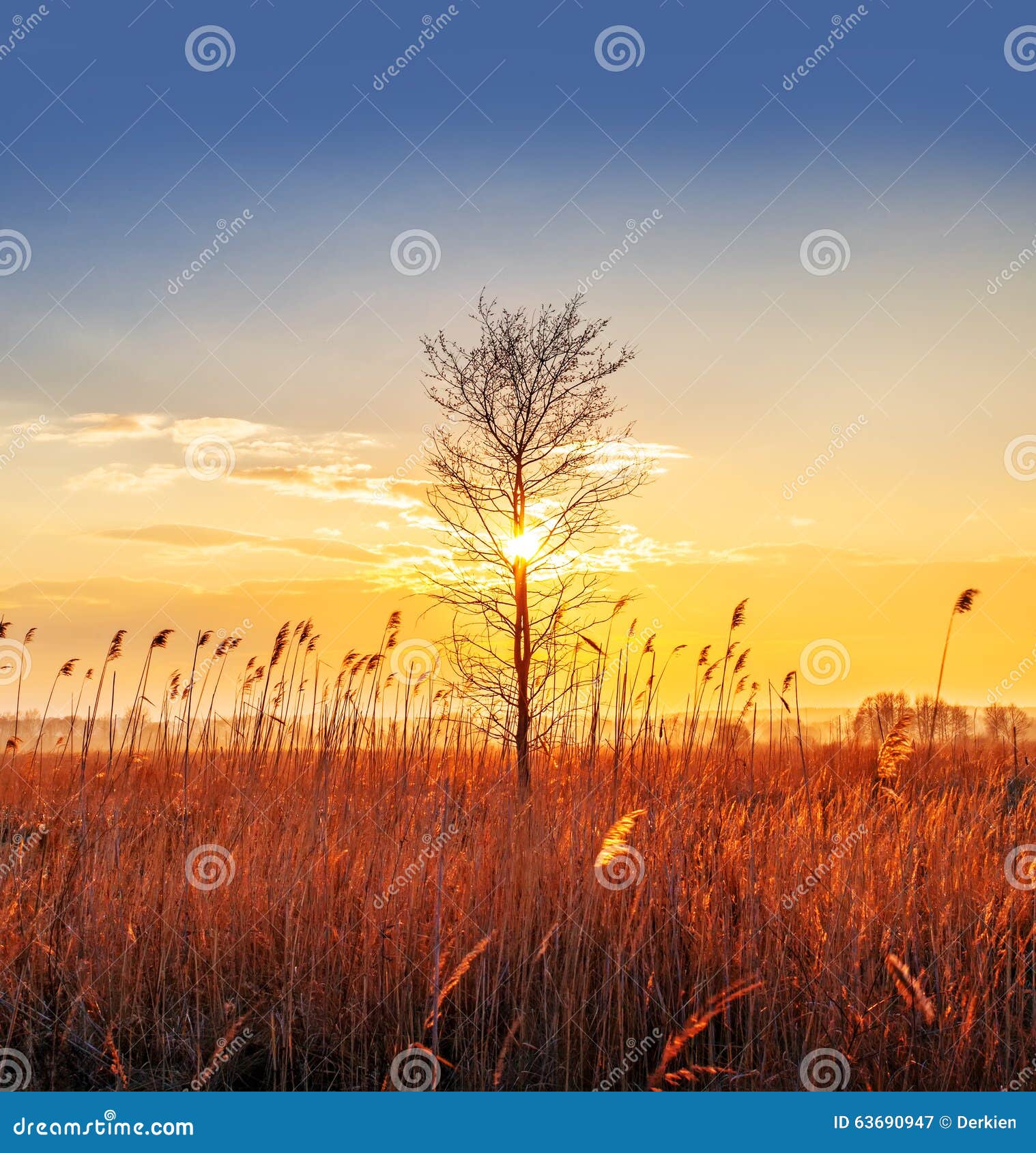 Single tree, sunset stock image. Image of land, beautiful - 63690947