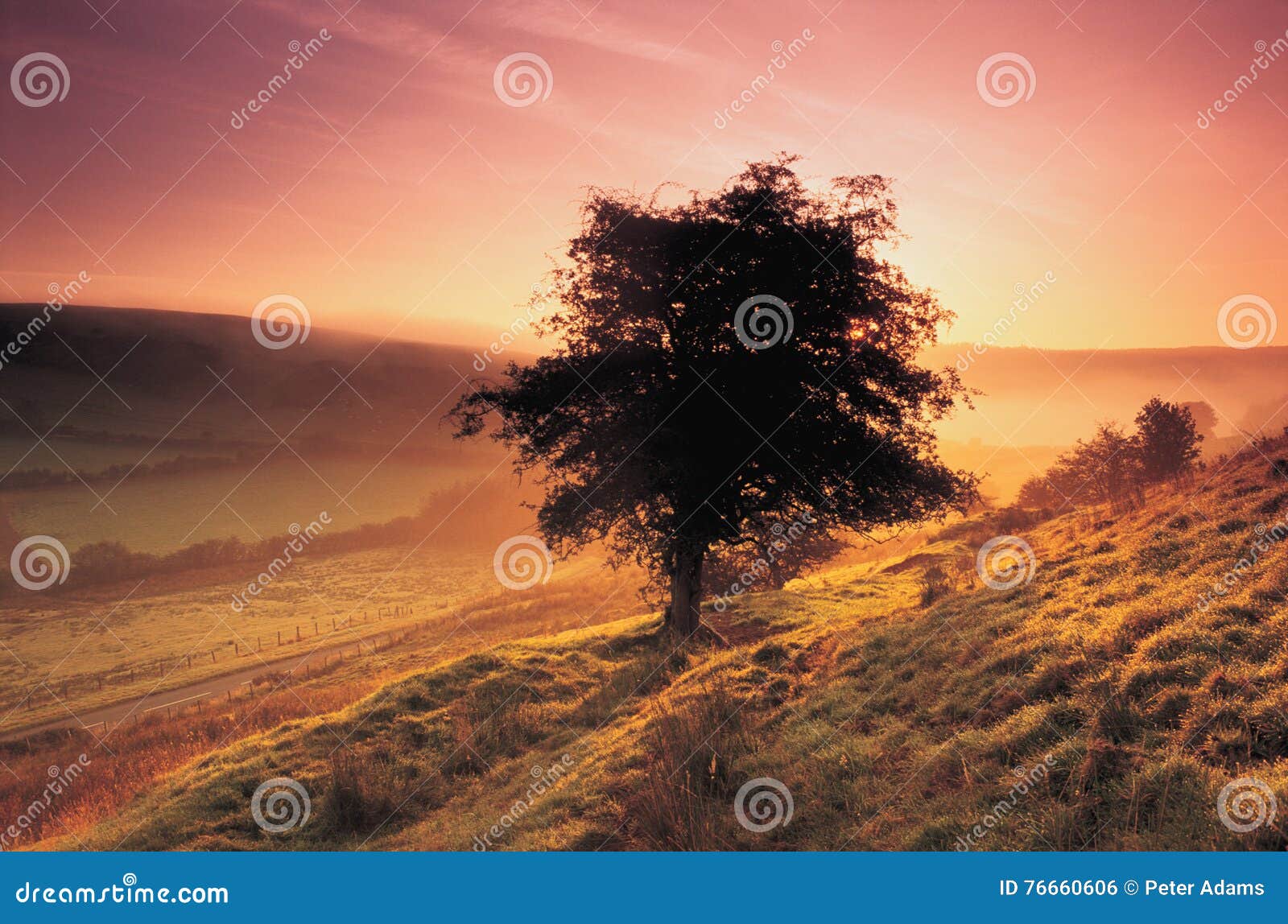 Single tree at sunset stock photo. Image of nature, field - 76660606