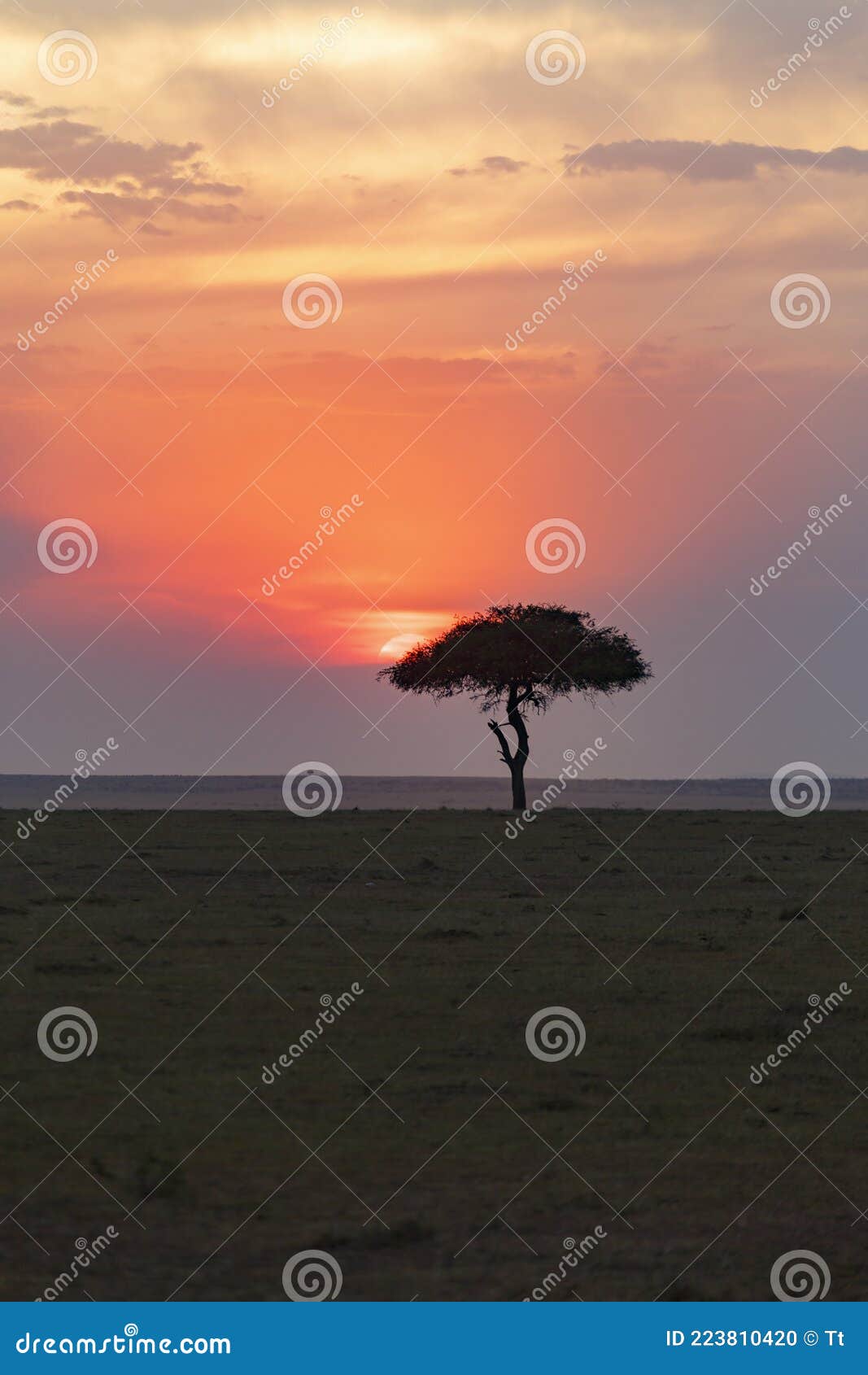 Single Tree at Sunset on the Savannah in Africa Stock Photo - Image of ...