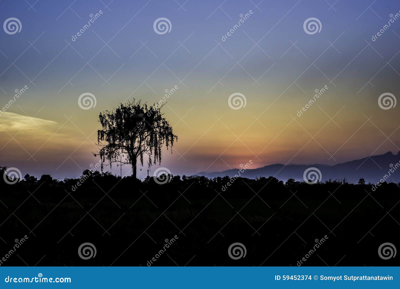 Single tree at sunset stock photo. Image of silhouette - 59452374