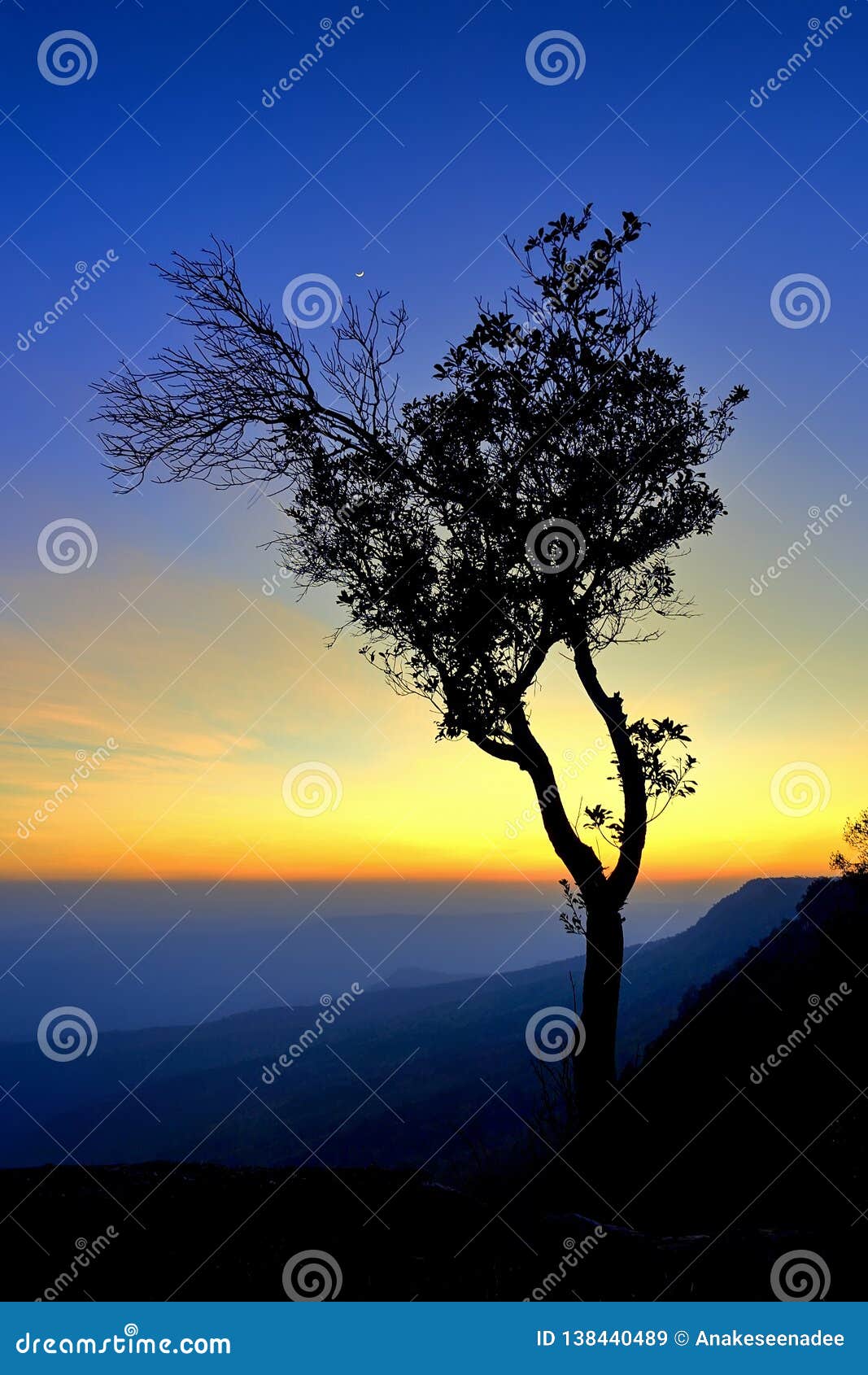 Single tree with sunset stock image. Image of grass - 138440489