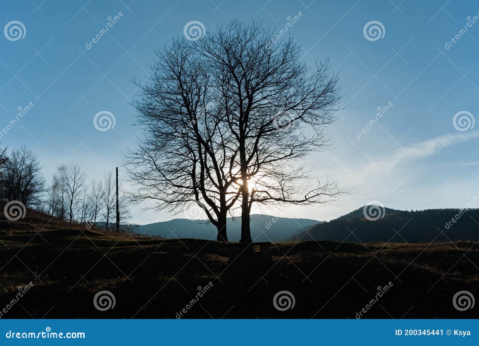 The single tree at sunset stock image. Image of grass - 200345441