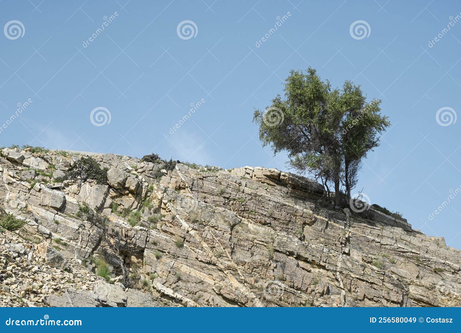 Single Tree on the Top of Big Rock Stock Image - Image of bright ...