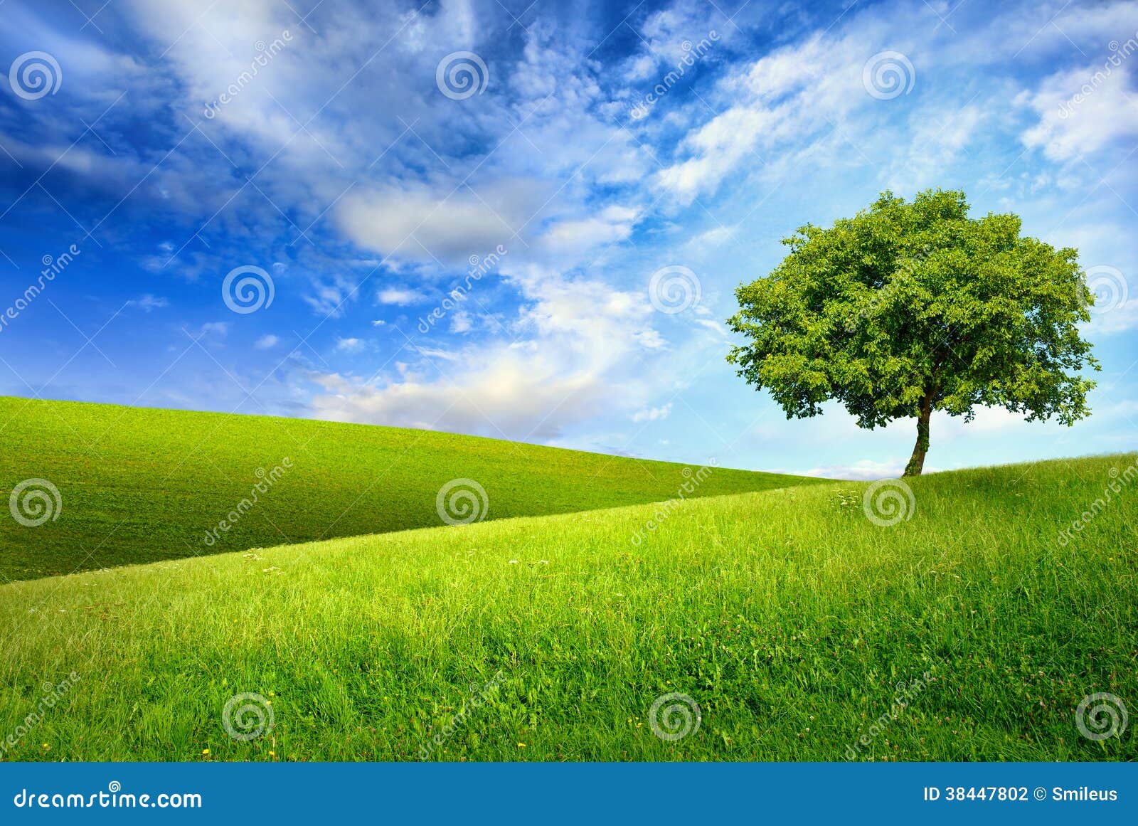 Single Tree on Top of a Green Hill Stock Photo - Image of plants ...