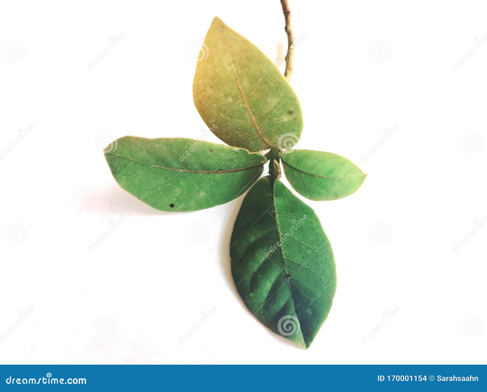 A Single Tree Top of Malabar Tree Isolated on White Background with ...