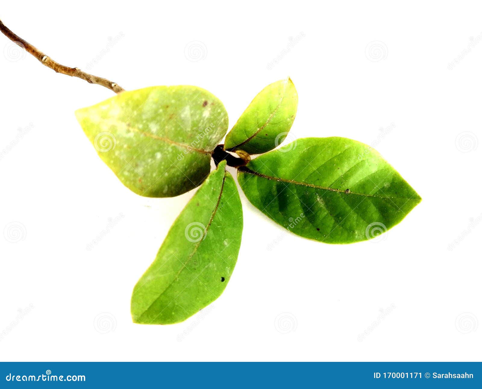 A Single Tree Top of Malabar Tree Isolated on White Background with ...