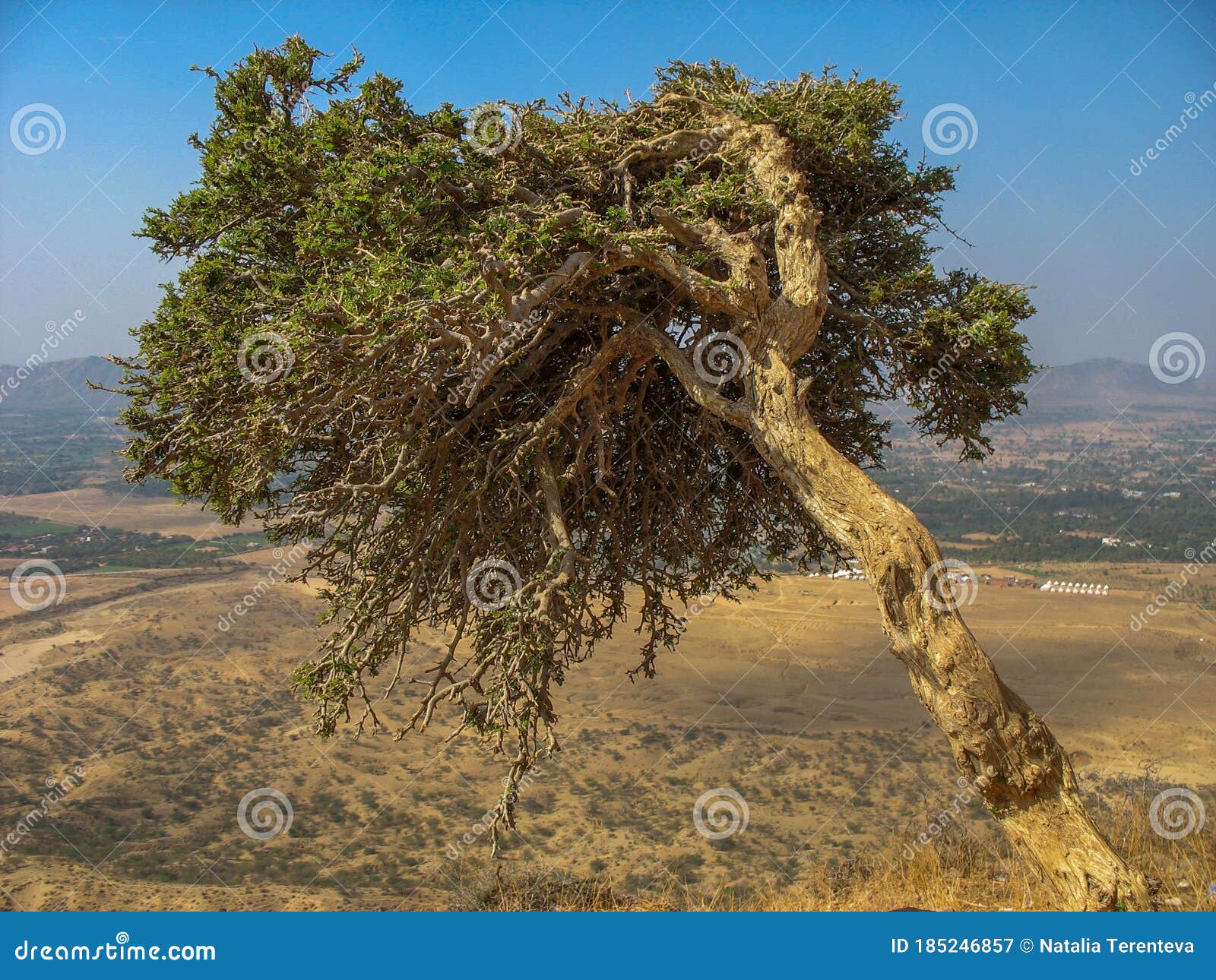 A Single Tree on Top of the Mountain of Pushkar, India Stock Image ...