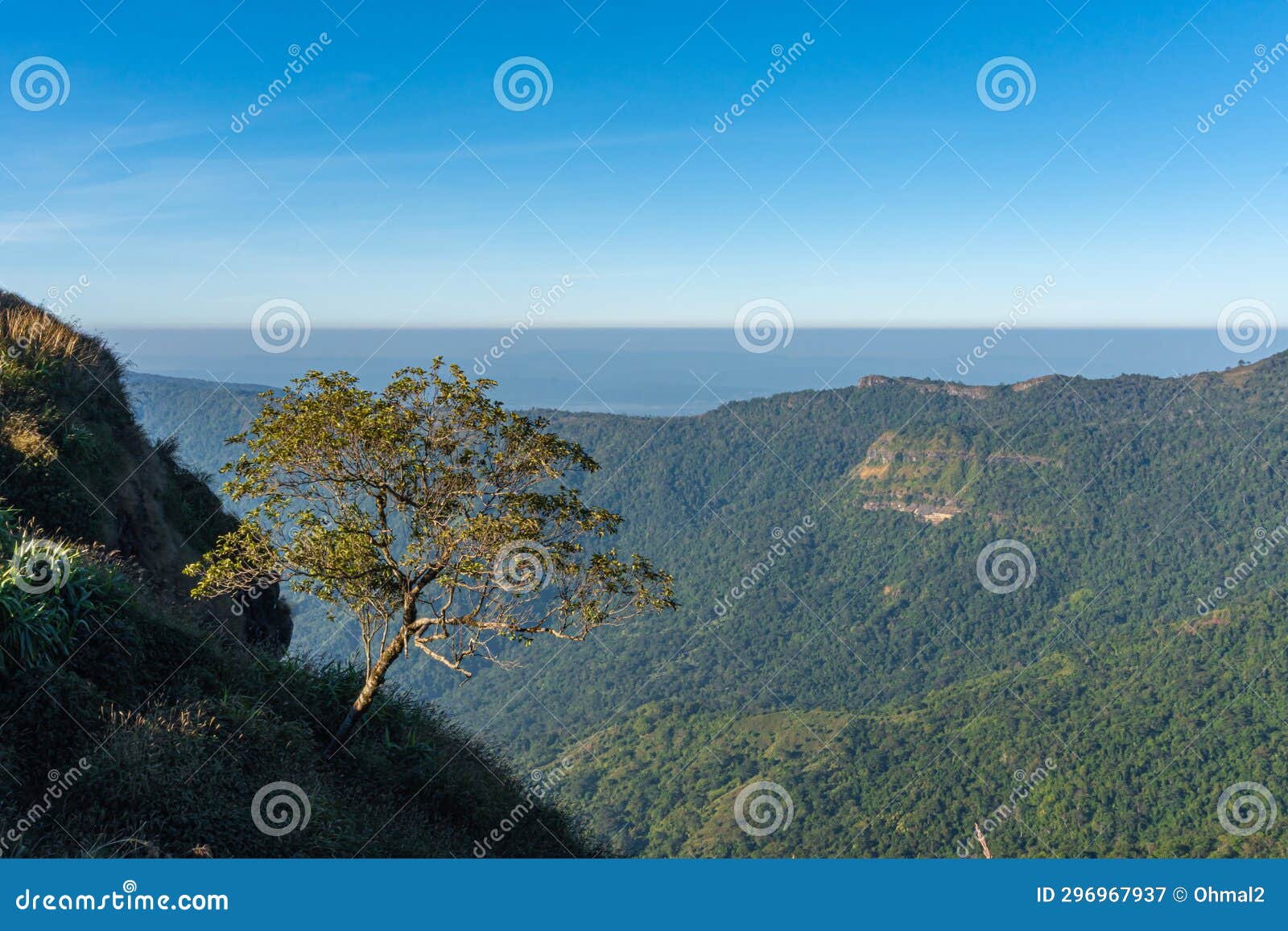 A Single Tree a the Top of the Mountain Stock Image - Image of growth ...