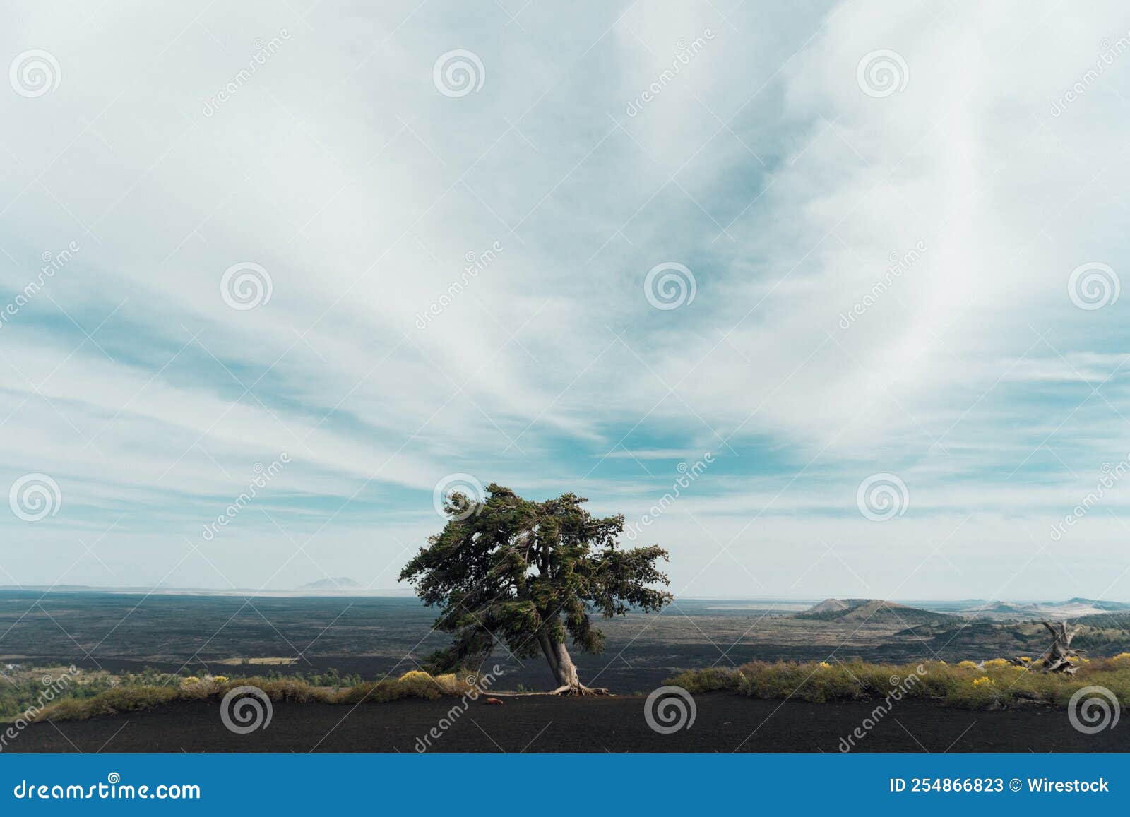 Single Tree on Top of Volcanic Rock. Stock Image - Image of lone ...