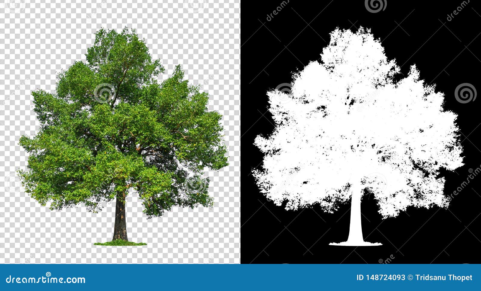 Single Tree on Transparent with Clipping Path Stock Image - Image of ...