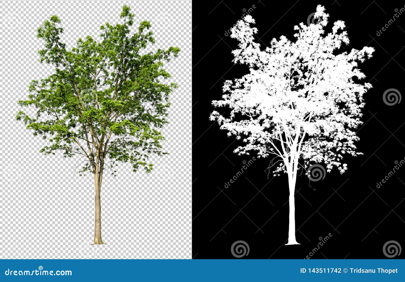 Single Tree on Transparent Picture Background with Clipping Path ...