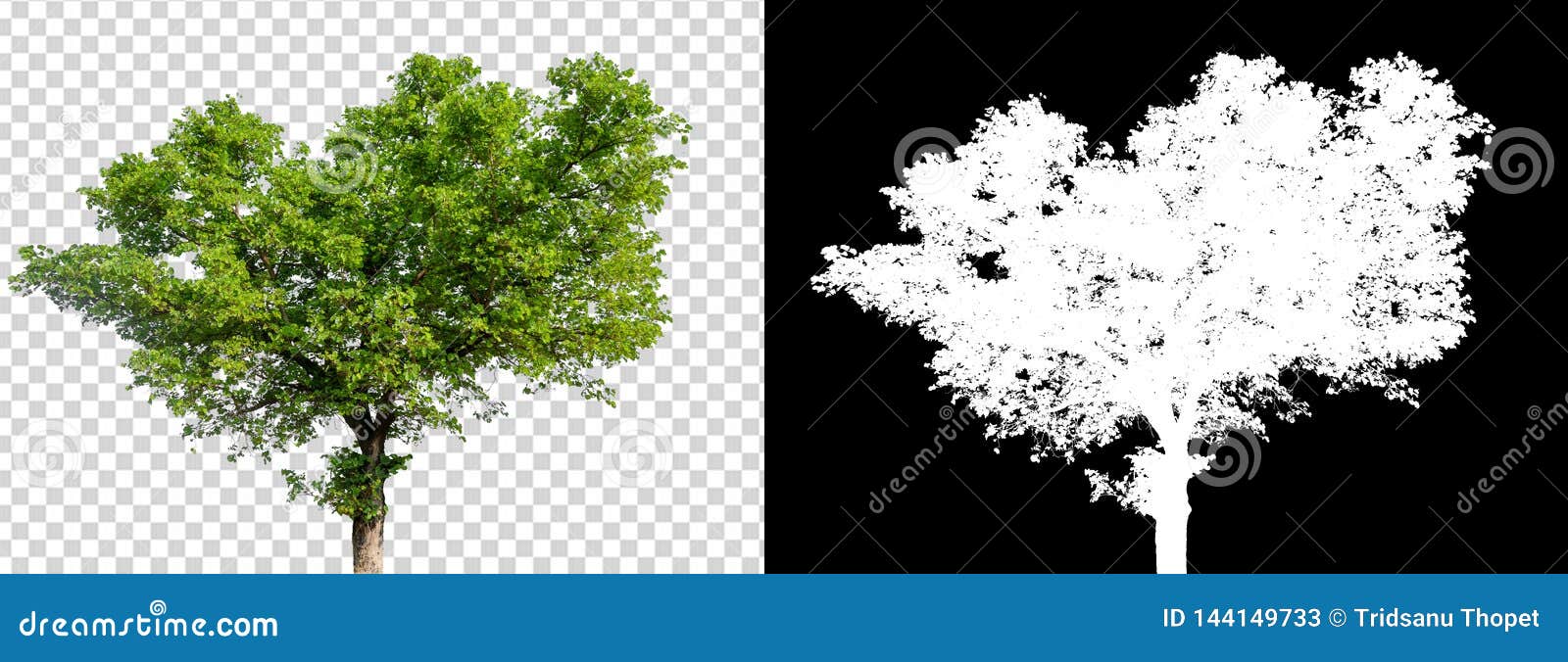 Single Tree Transparent Stock Illustrations – 1,244 Single Tree ...
