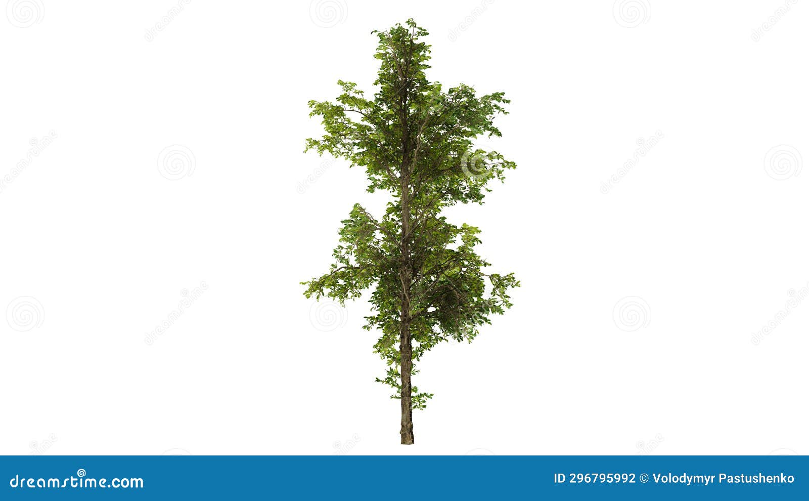 Single Tree on Transparent Picture Background with Clipping Path, on ...