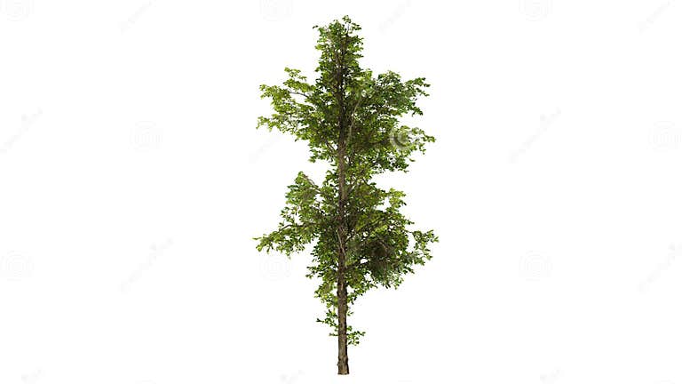 Single Tree on Transparent Picture Background with Clipping Path, on ...