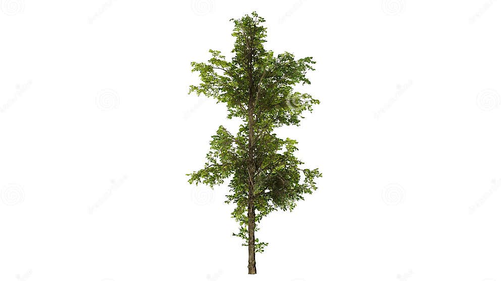 Single Tree on Transparent Picture Background with Clipping Path, on ...