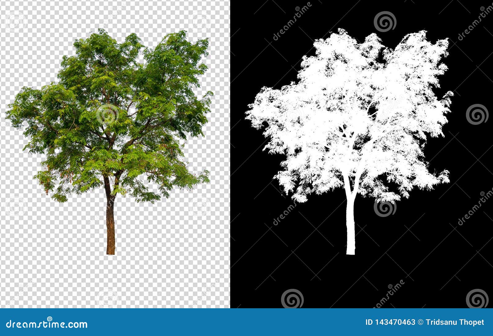 Tree On Transparent Background Picture With Clipping Path Royalty-Free ...