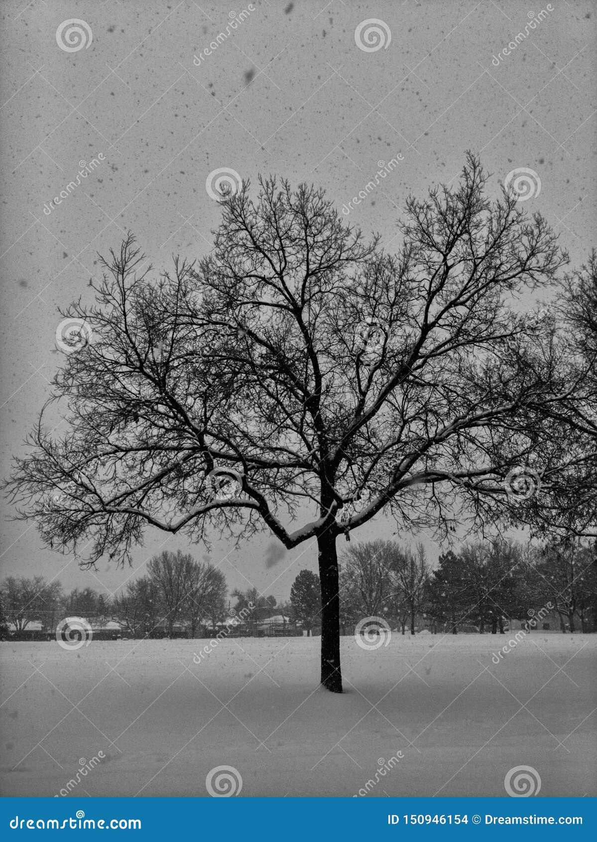 Single tree stock photo. Image of snow, winter, cold - 150946154