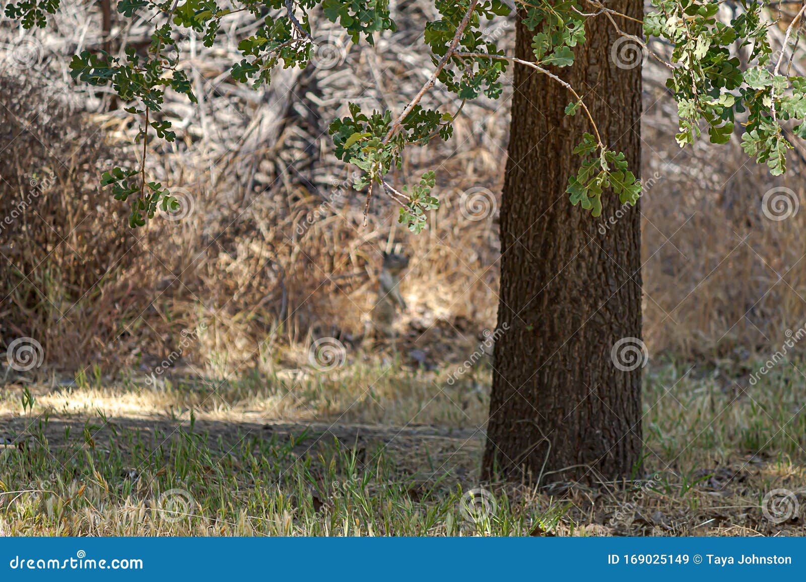 A Single Tree Trunk Growing in Wild Grass and Shrubbery Stock Image ...