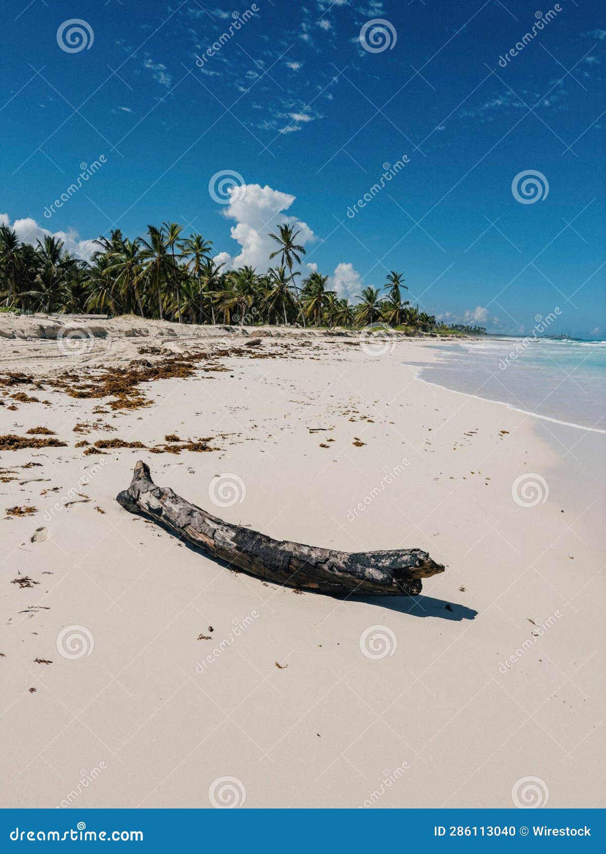 Single Tree Trunk on a Pristine White Sandy Beach Stock Photo - Image ...