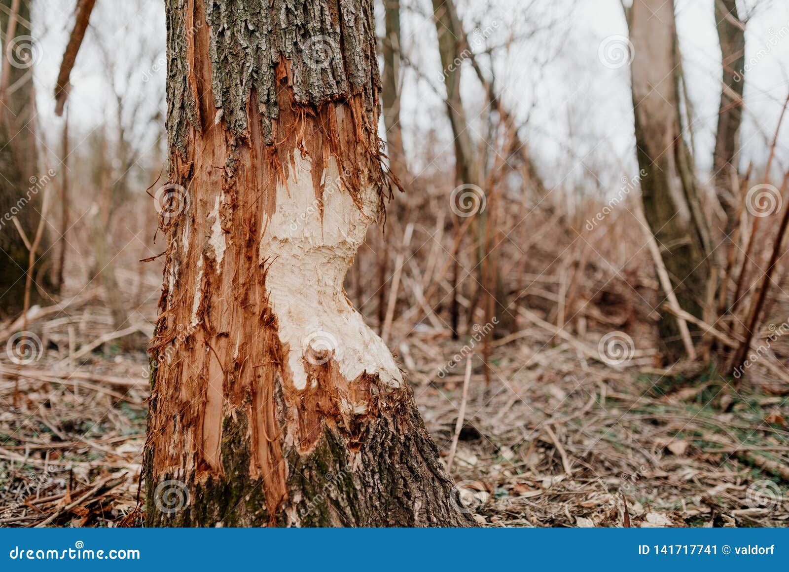 A tree bitten by beavers stock image. Image of bitten - 141717741