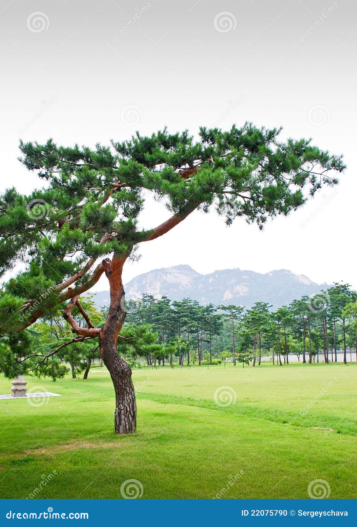 Single Tree in a Valley Against Mountains Stock Photo - Image of cedar ...