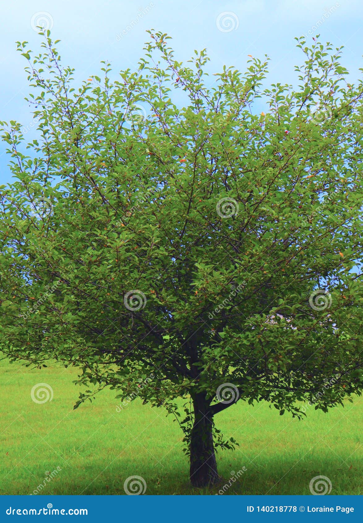 Single Tree is Visual Treat, Pleasing Aesthetically with Its Shapely B ...
