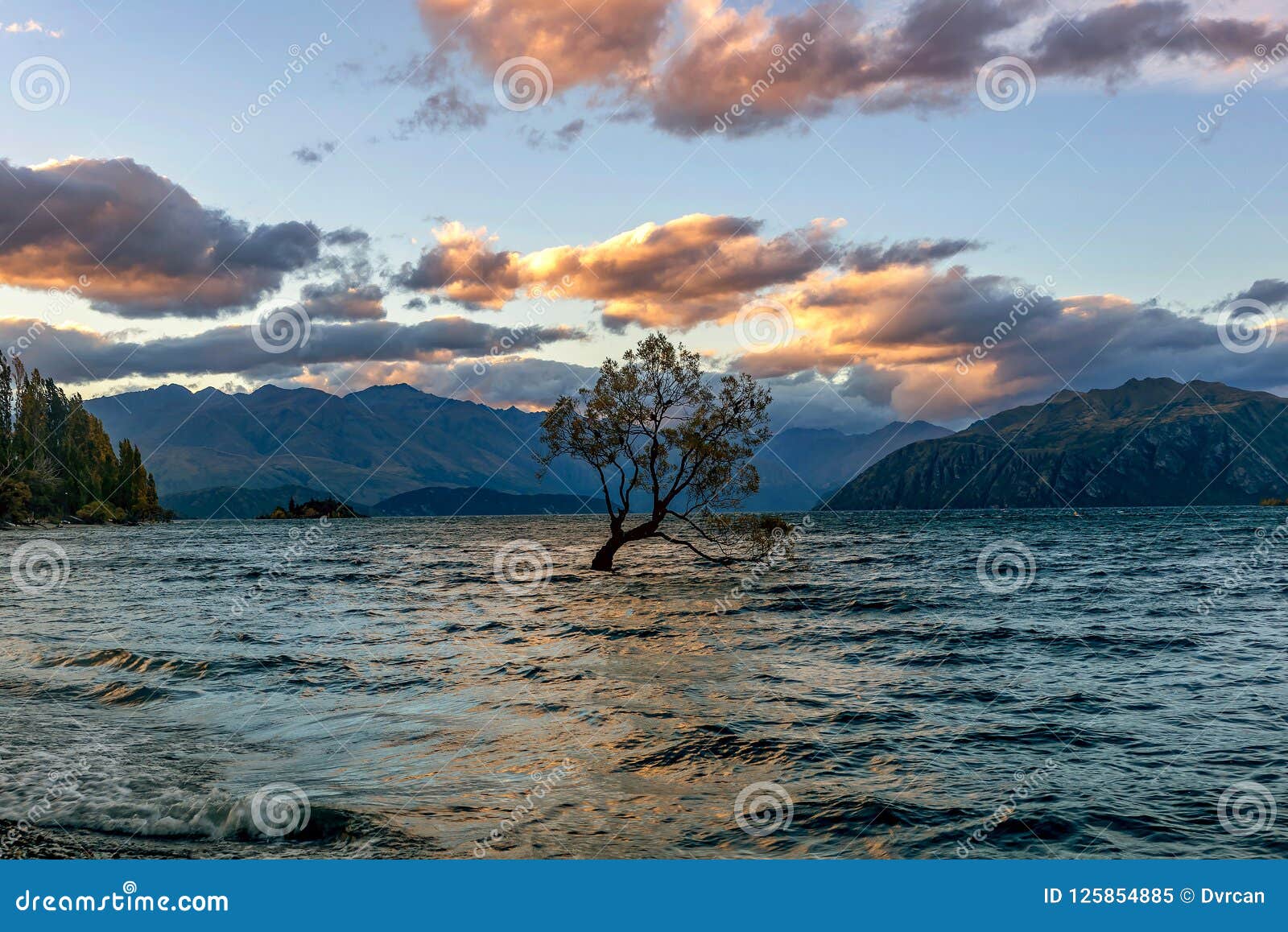 Single Tree in Wanaka Lake Water in New Zealand Stock Image - Image of ...