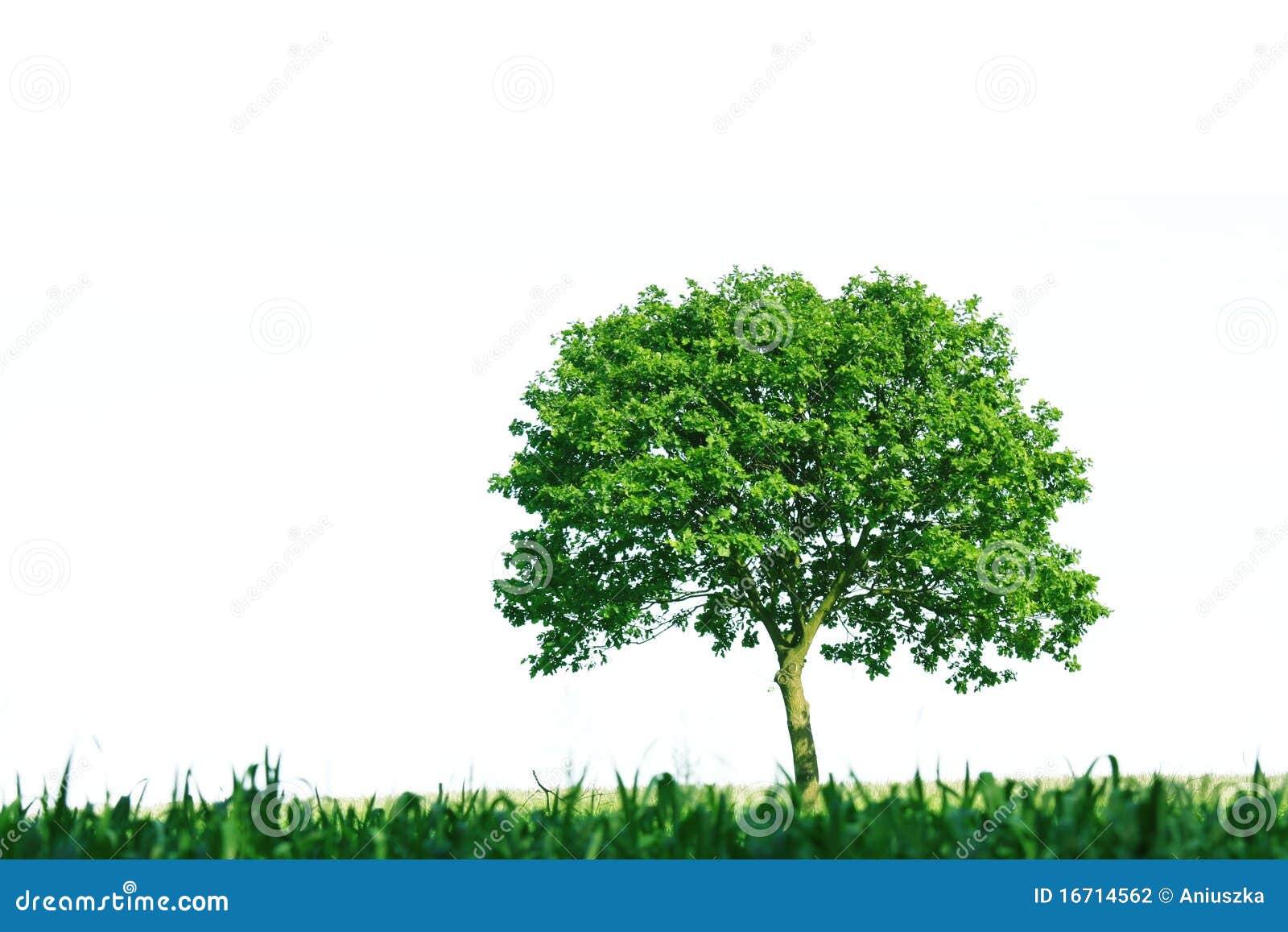 Single Tree on White Background Stock Photo - Image of canopy ...