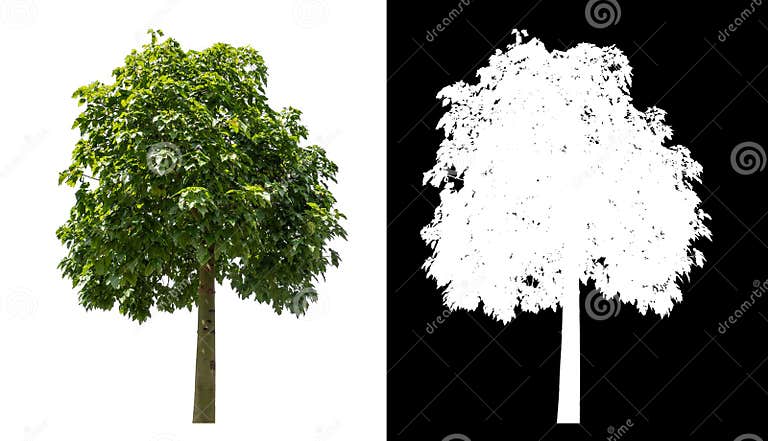 Single Tree on White Background with Clipping Path and Alpha Channel on ...