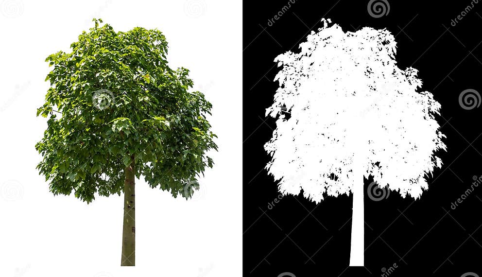 Single Tree on White Background with Clipping Path and Alpha Channel on ...