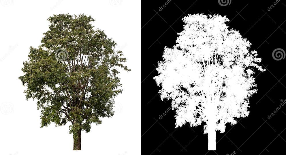 Single Tree on White Background with Clipping Path and Alpha Channel on ...