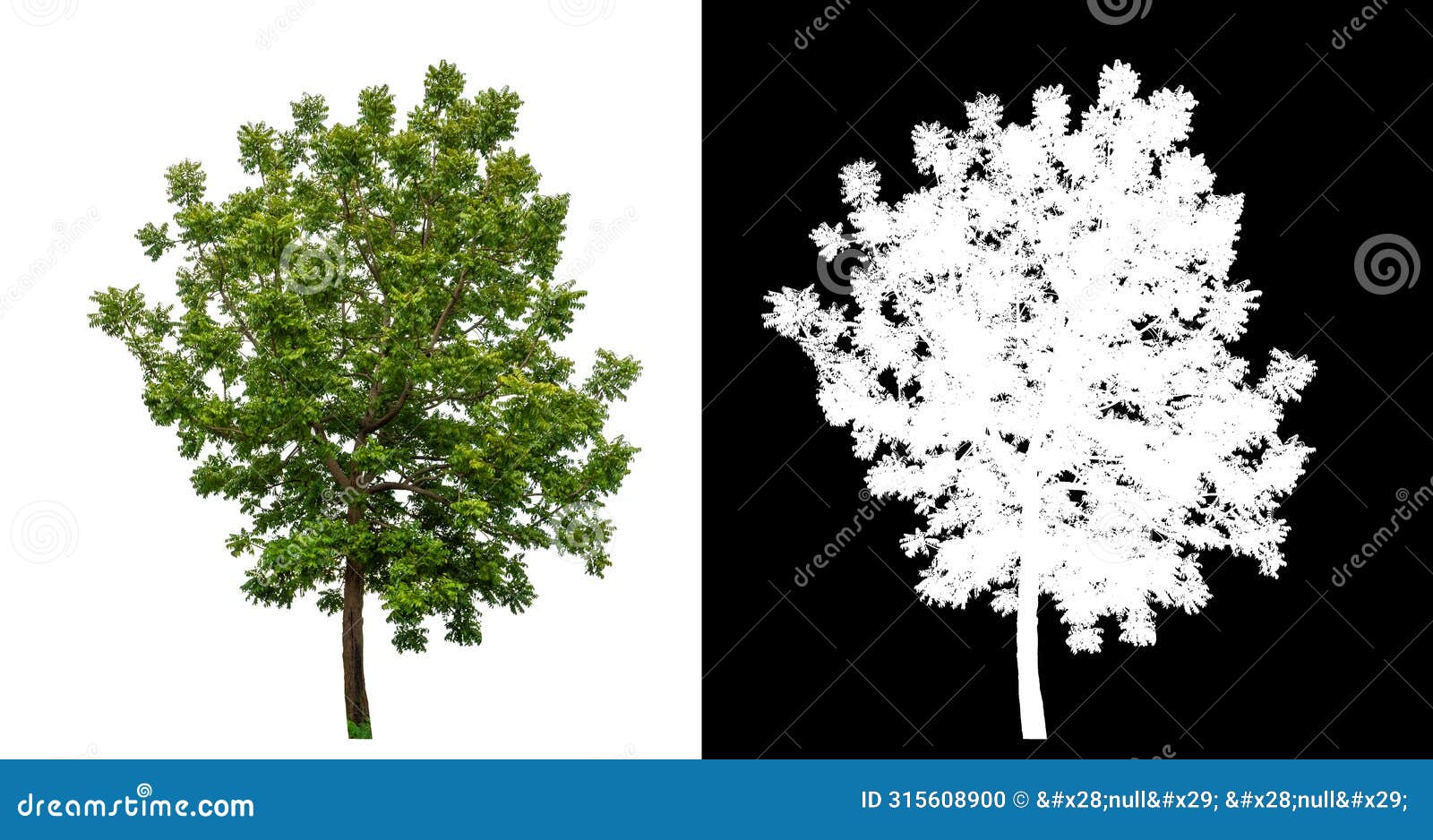 Single Tree on White Background with Clipping Path and Alpha Channel on ...