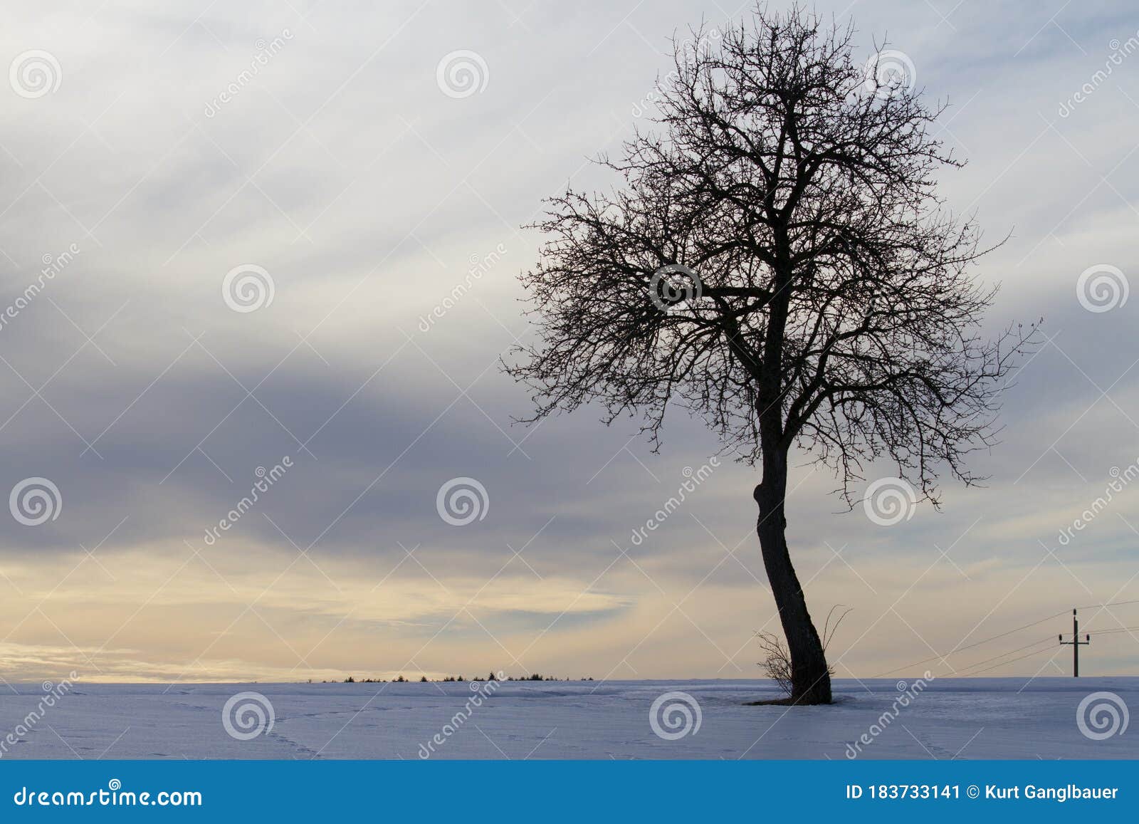 Single Tree in a Winter Landscape Stock Image - Image of dawn ...