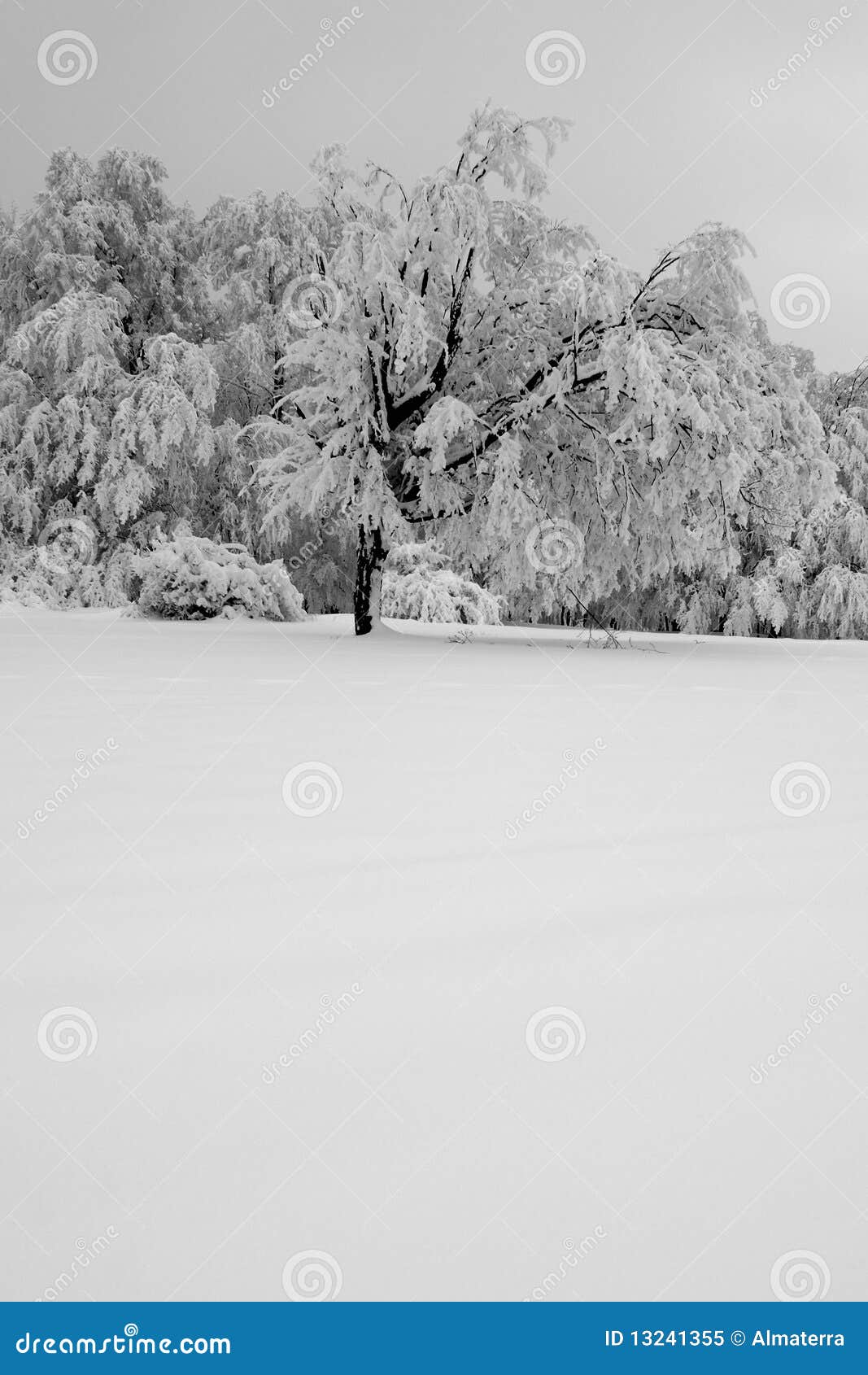 Single tree in winter stock image. Image of single, forest - 13241355