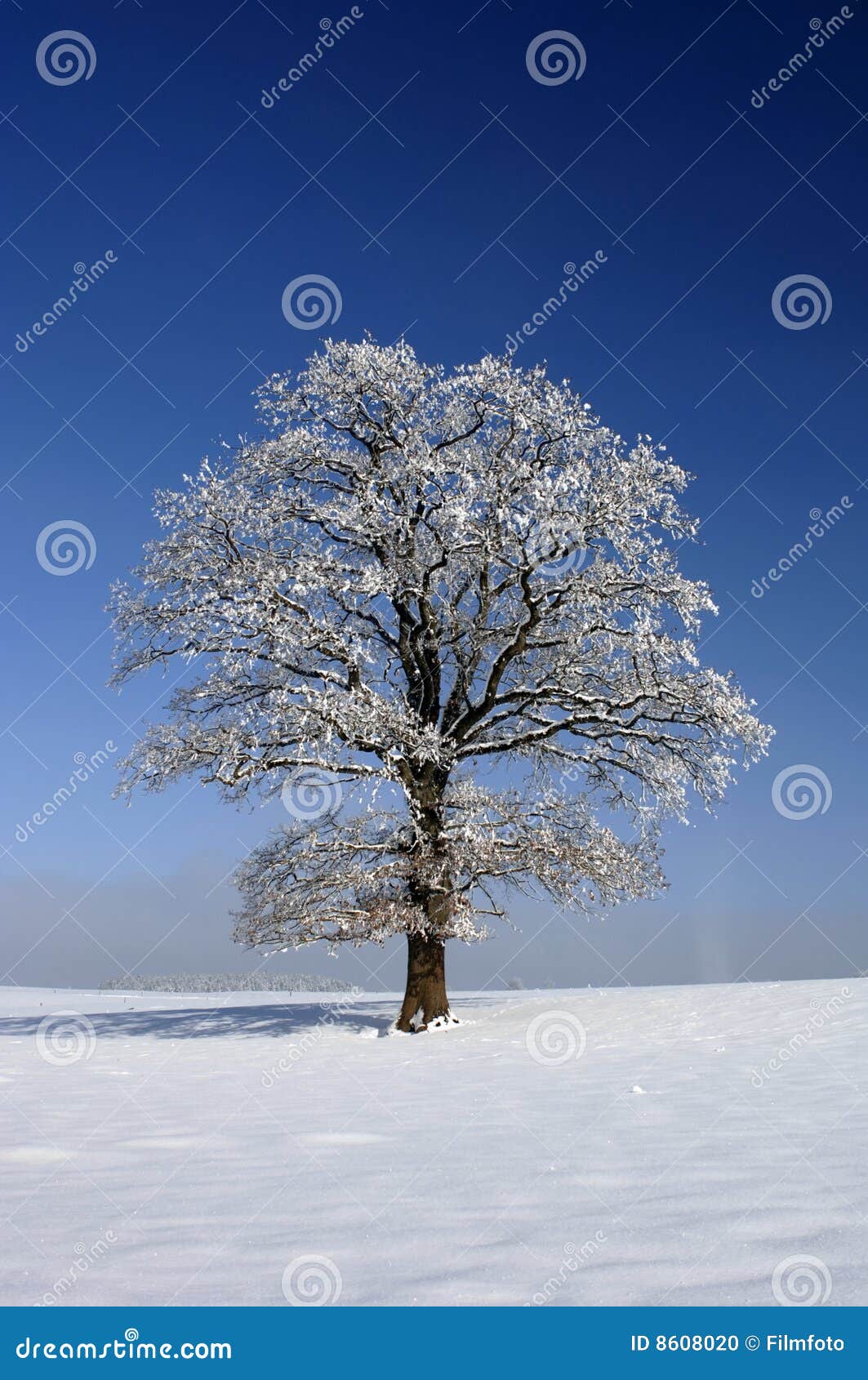 Single tree in winter stock photo. Image of isolated, february - 8608020