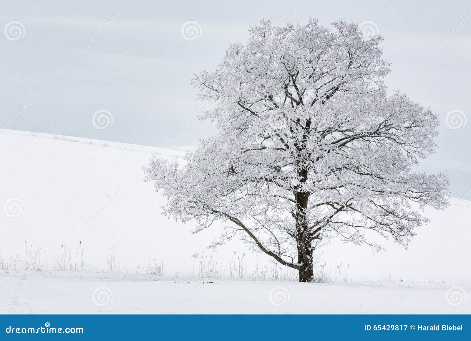 Single Tree in Winter Covered with Hoarfrost Stock Image - Image of ...