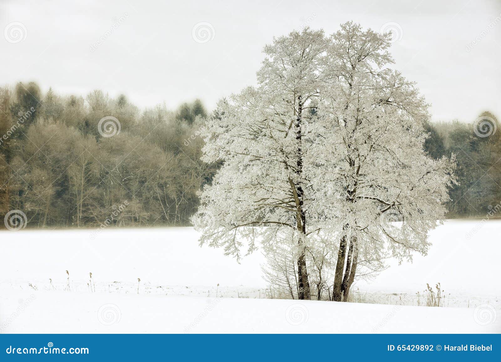 Single Tree in Winter Covered with Hoarfrost Stock Photo - Image of ...