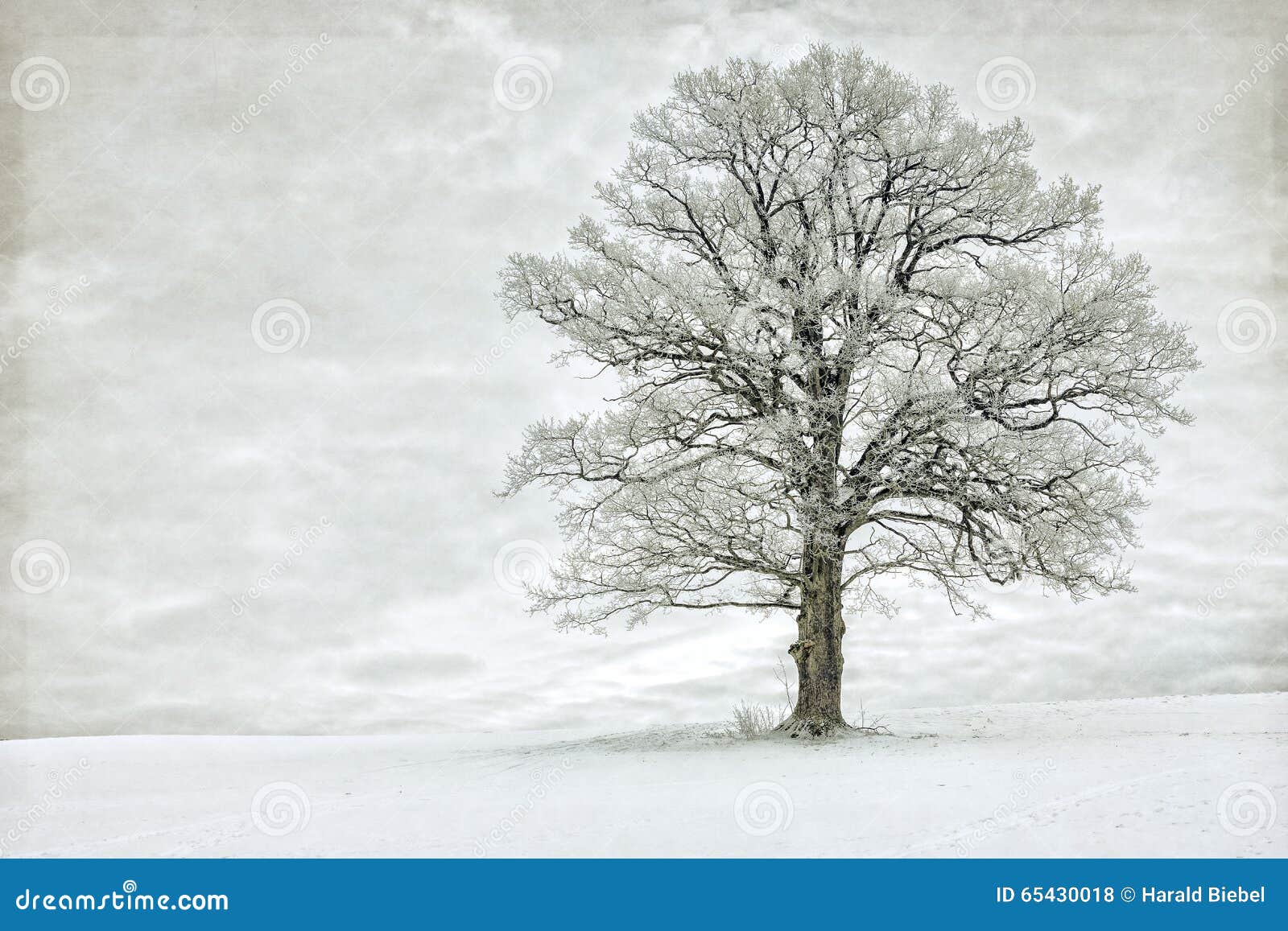 Single Tree in Winter Covered with Hoarfrost Stock Photo - Image of ...