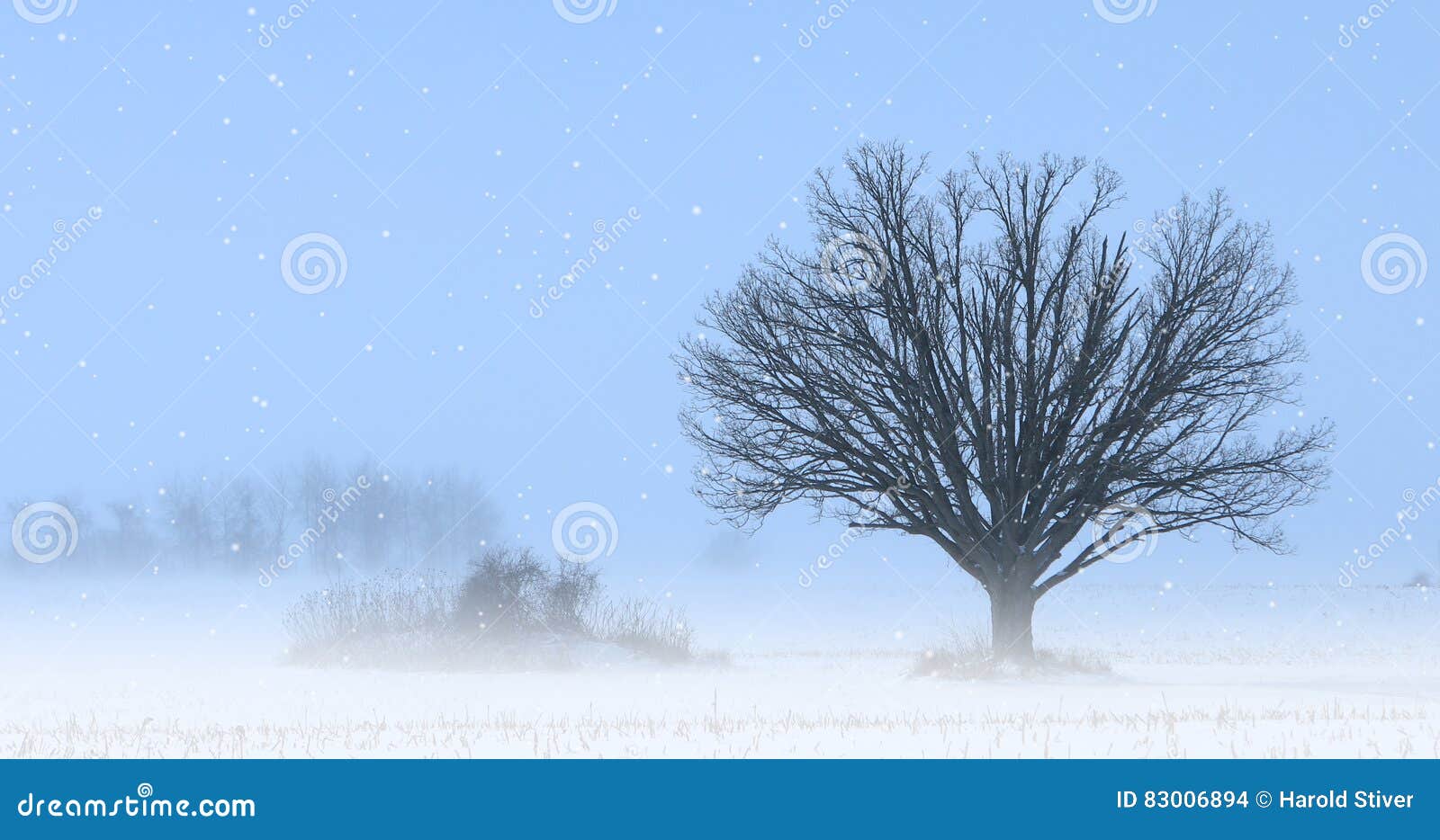 Single Tree in a Winter Landscape Stock Photo - Image of rural, frozen ...