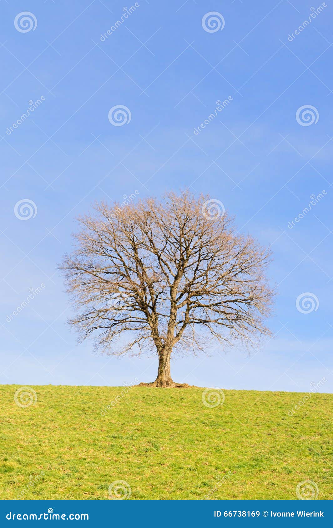 Single tree in winter sun stock image. Image of cold - 66738169