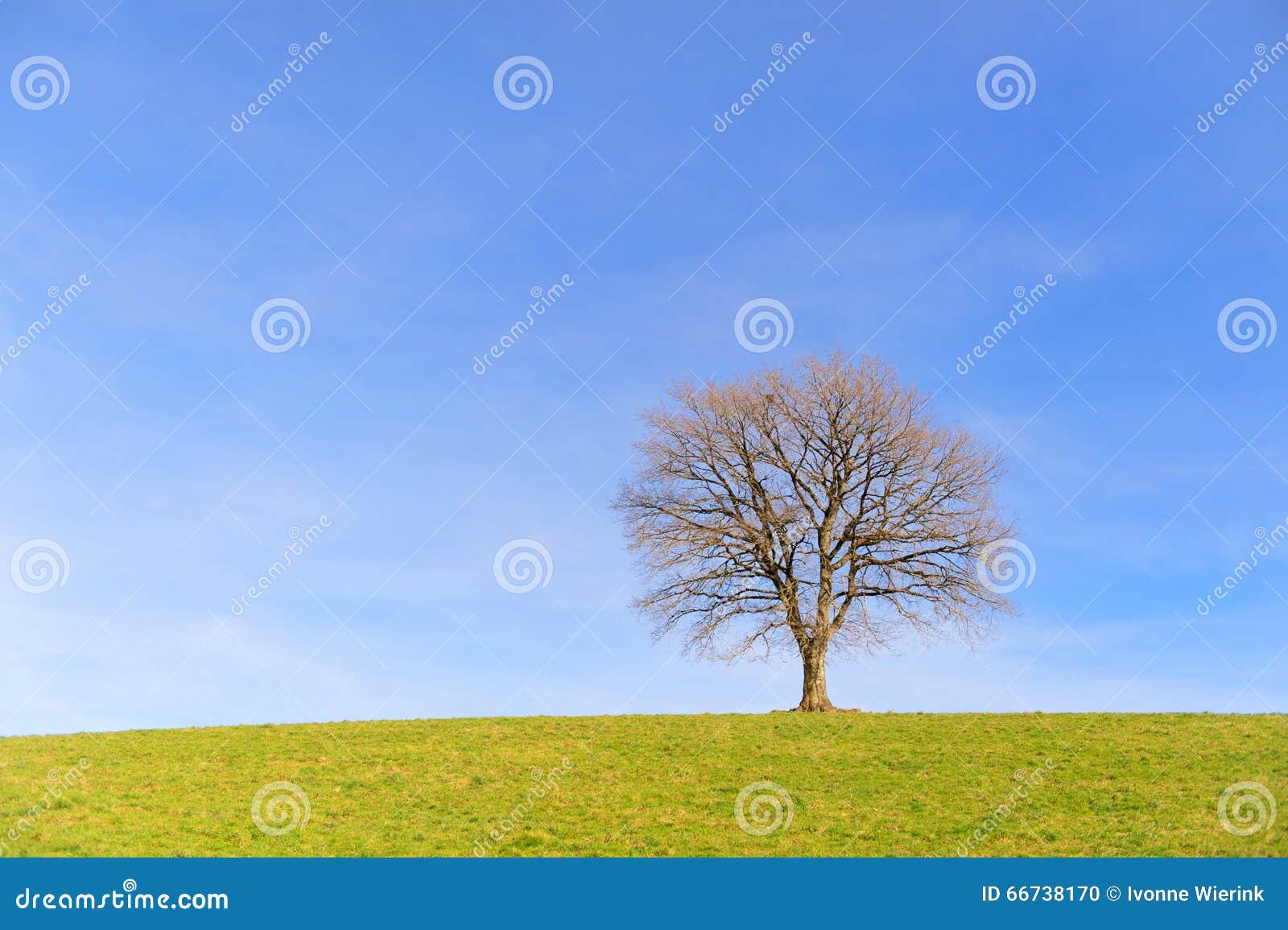 Single tree in winter sun stock photo. Image of alone - 66738170