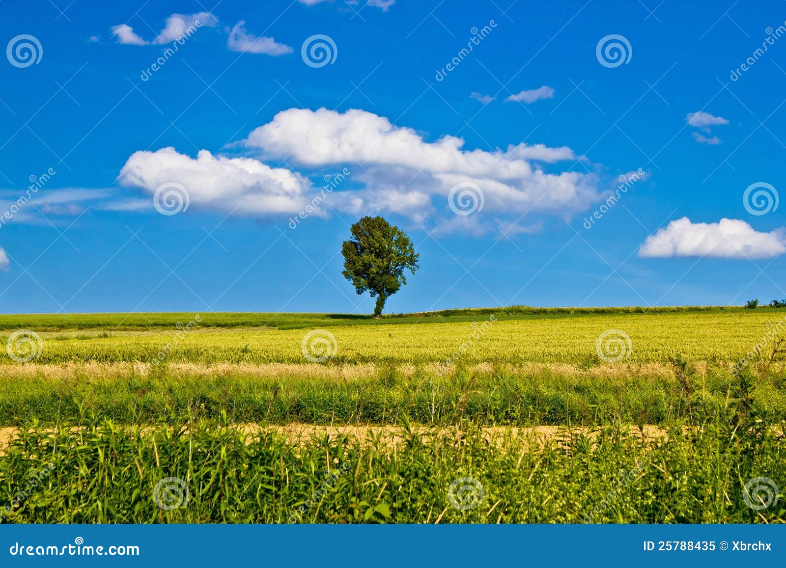 Single Tree on Yellow Field Stock Image - Image of outdoors, scenery ...