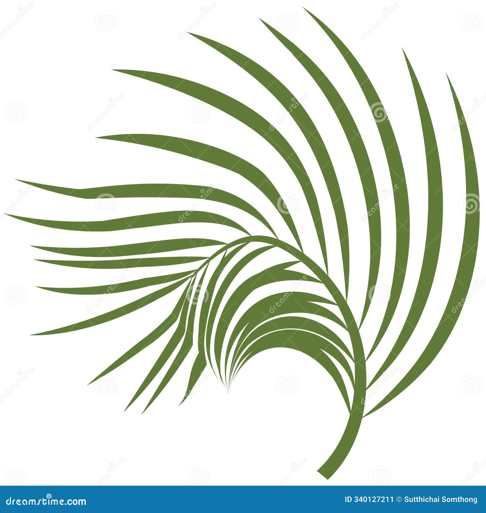 Single Tropical Natural Leaf. Palm Leaf Isolated on White Background ...