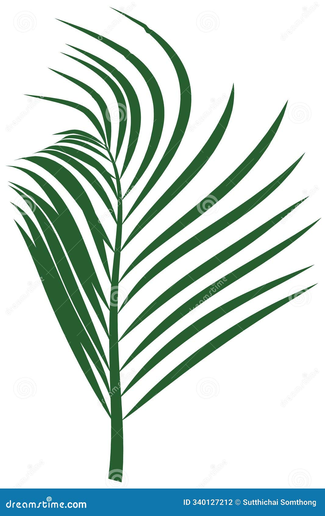 Single Tropical Natural Leaf. Palm Leaf Isolated on White Background ...