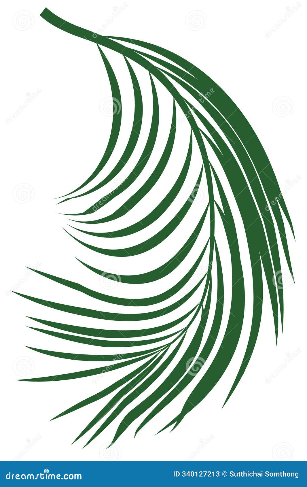 Single Tropical Natural Leaf. Palm Leaf Isolated on White Background ...