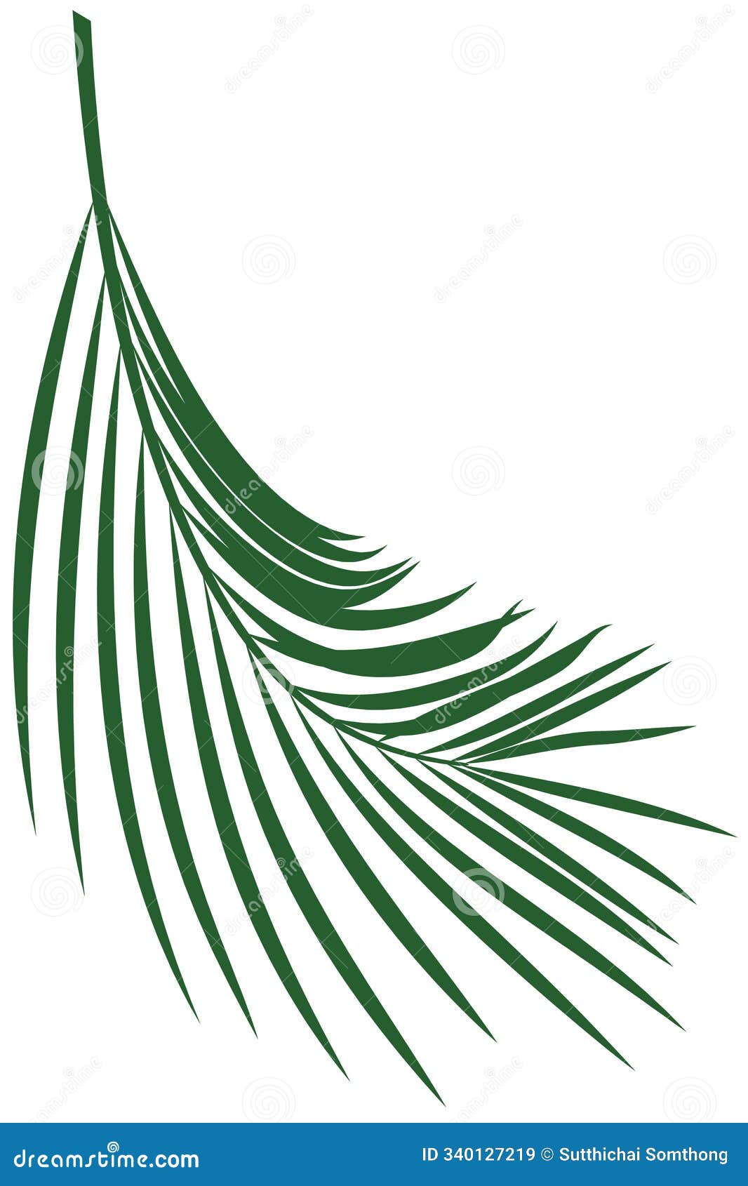 Single Tropical Natural Leaf. Palm Leaf Isolated on White Background ...
